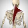 The Mighty Trapezius Muscle | 3D Muscle Lab