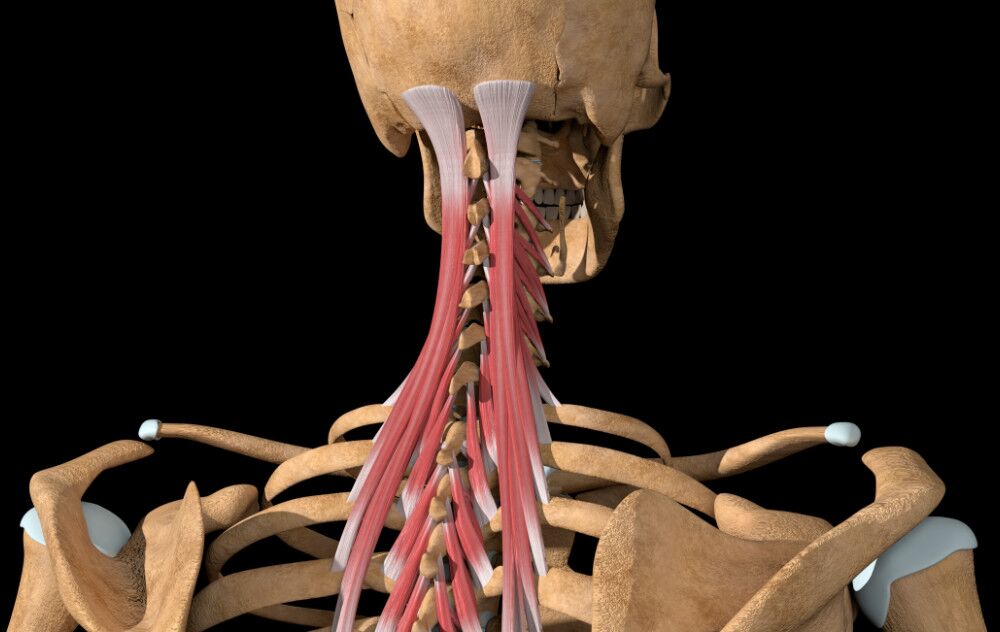 The Deep Neck Muscles | 3D Muscle Lab