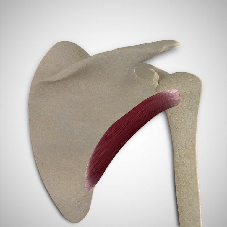 The Popular Rotator Cuff Muscles | 3D Muscle Lab