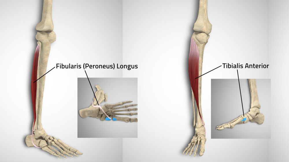 Exploring Tibialis Anterior And Fibularis Longus: The Leg Stirrup