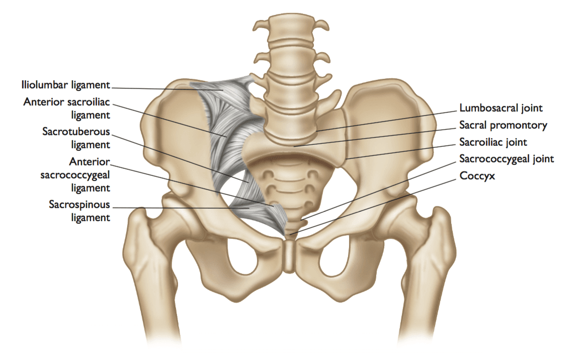 Exploring The Sacroiliac Joint | 3D Muscle Lab