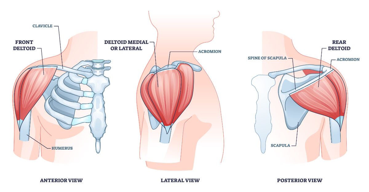 The Deltoid Muscles | 3D Muscle Lab