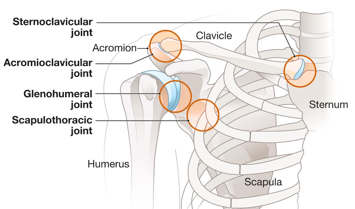 Sternoclavicular Ligament