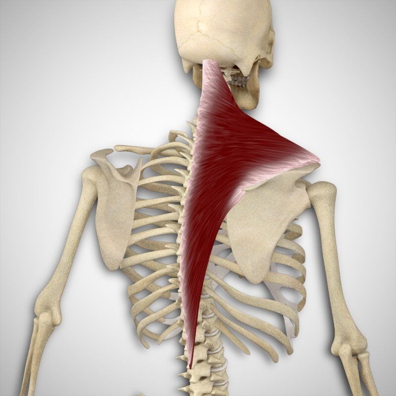 The Mighty Trapezius Muscle | 3D Muscle Lab